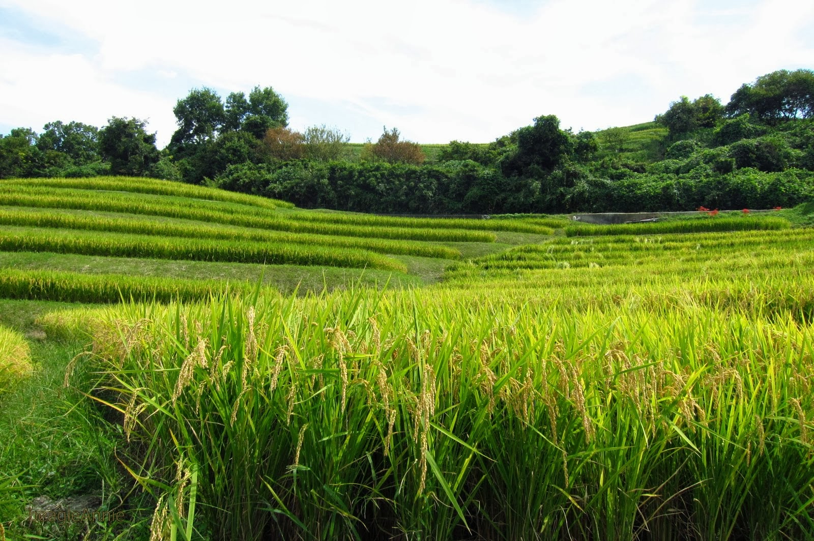 Round of the Seasons in Japan: Terraced Paddy Fields in Autumn
