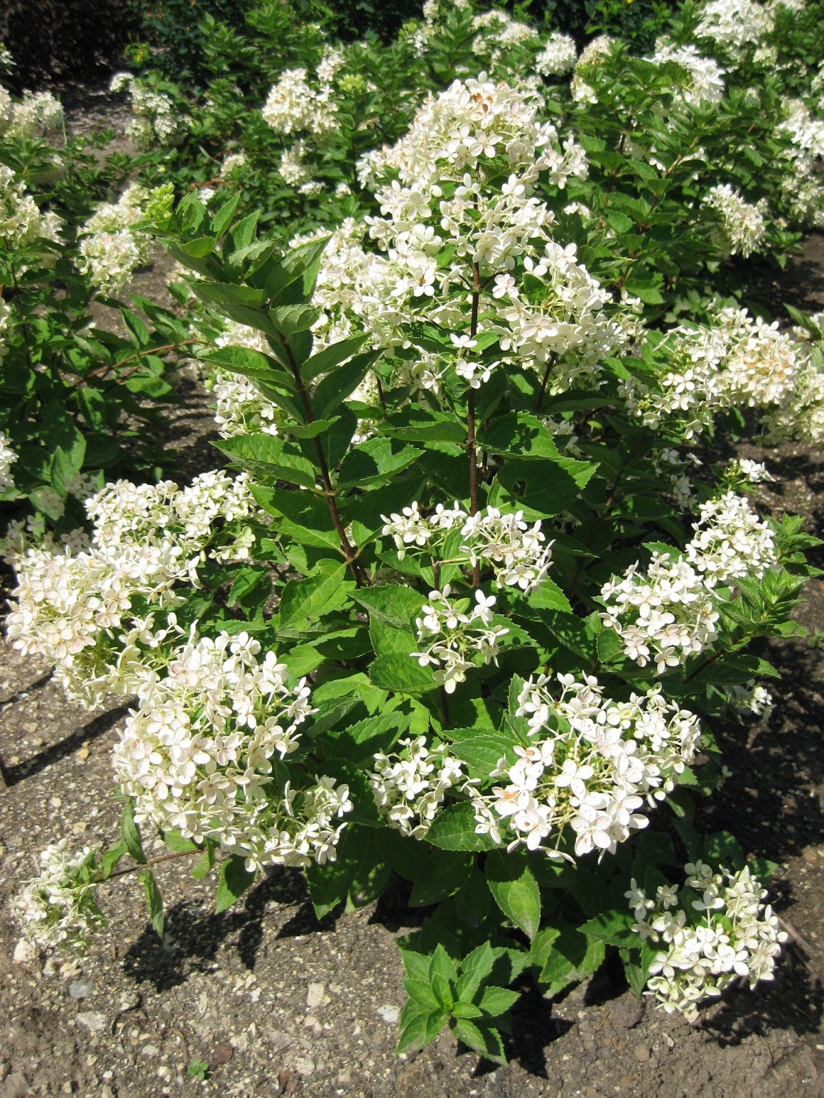 Rotary Botanical Gardens - Hort Blog: Panicled Hydrangeas For A ...