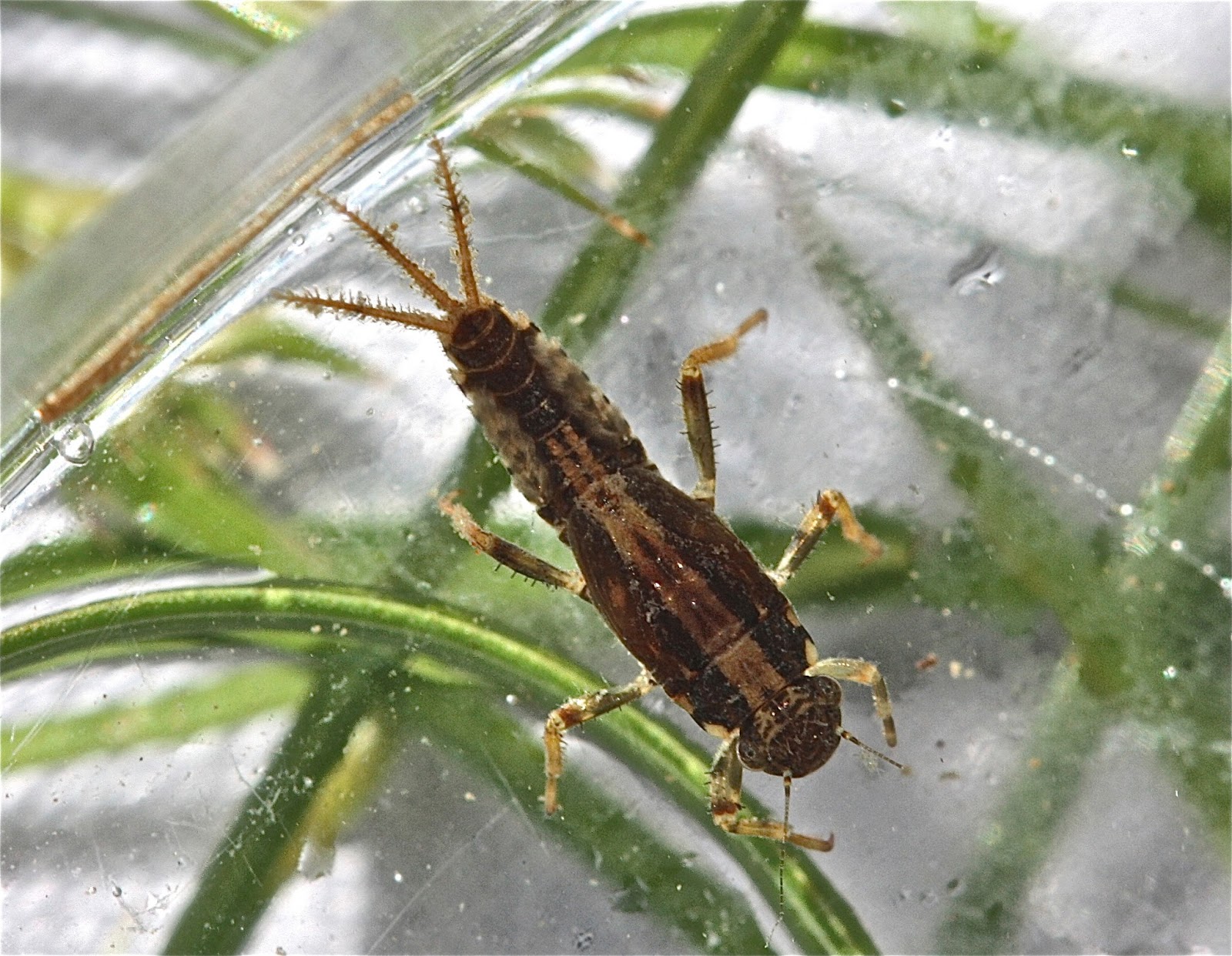 Aquatic Insects of Central Virginia: An EPT List for the Rapidan River ...