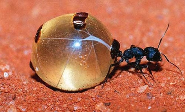 Mengenal Hewan Unik Dan Aneh Di Dunia - KOIN UNIK