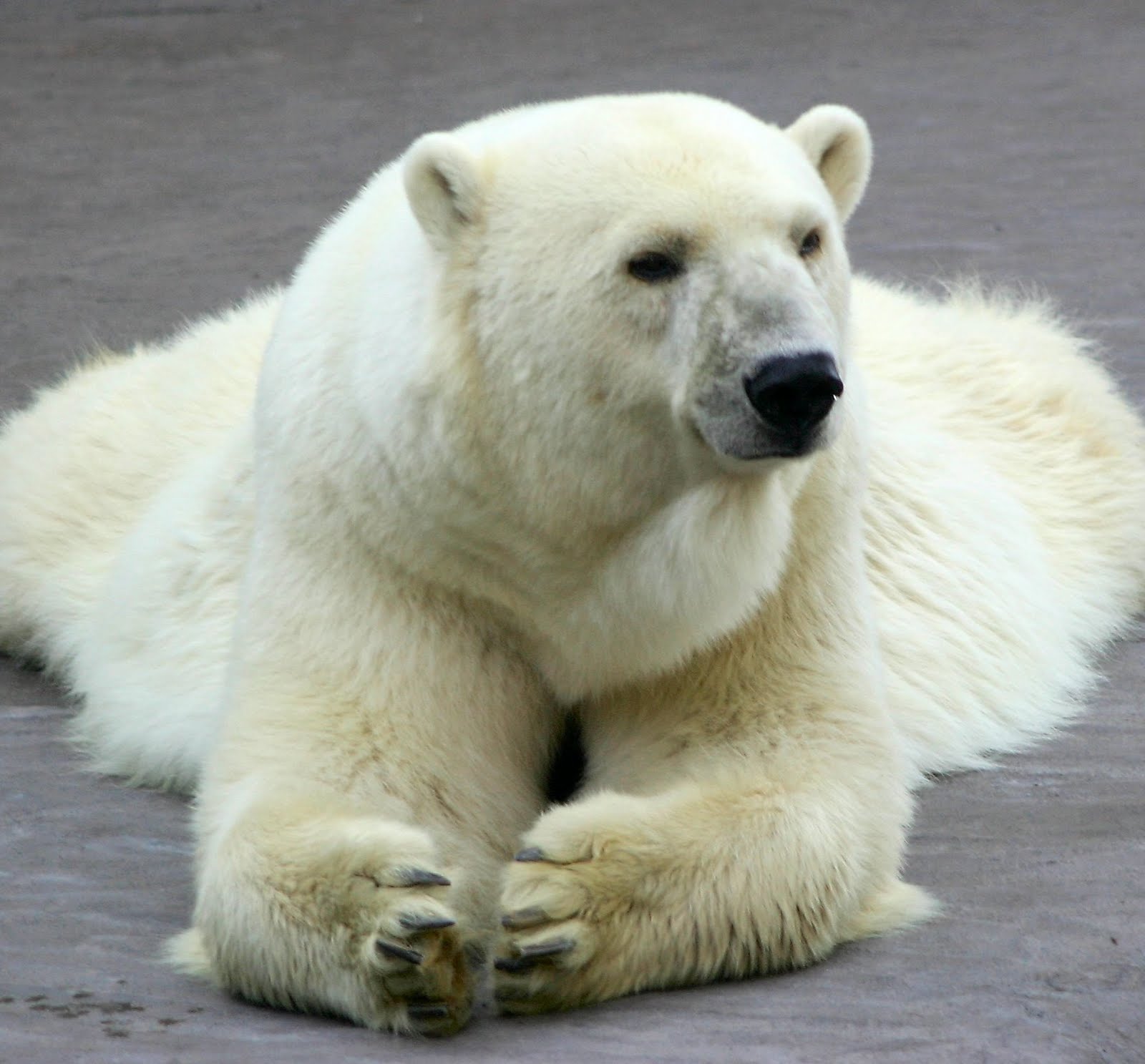 Vale a pena ver: O Urso