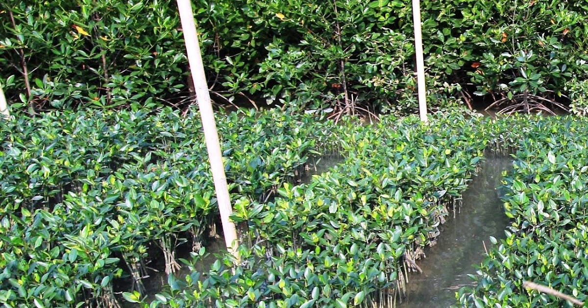 Jual Bibit Mangrove | Bibit Mangrove Jogja | Pohon Bakau: Bibit ...