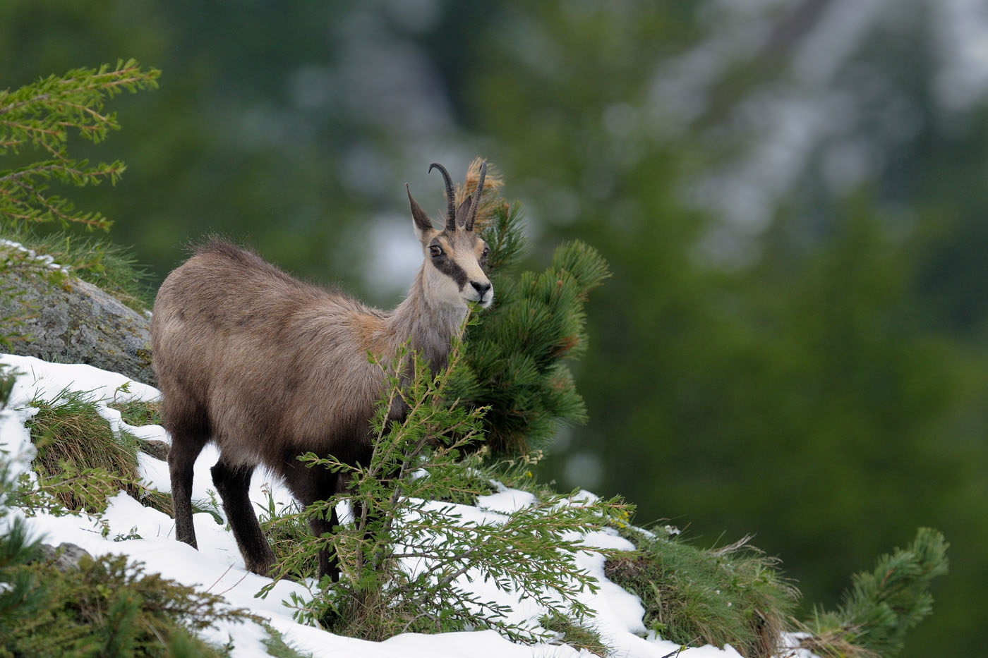 jardin de la sauvagine 2: Faune des Alpes, faune du Valais (Suisse ...