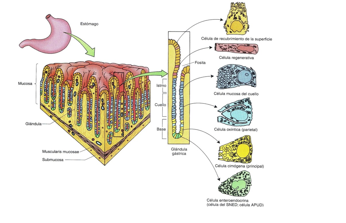 HISTOLOGÍA y EMBRIOLOGÍA HUMANA Barragán-Sánchez: Aparato digestivo