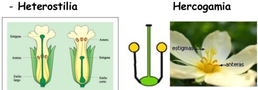 a tricolina biologa: organografia