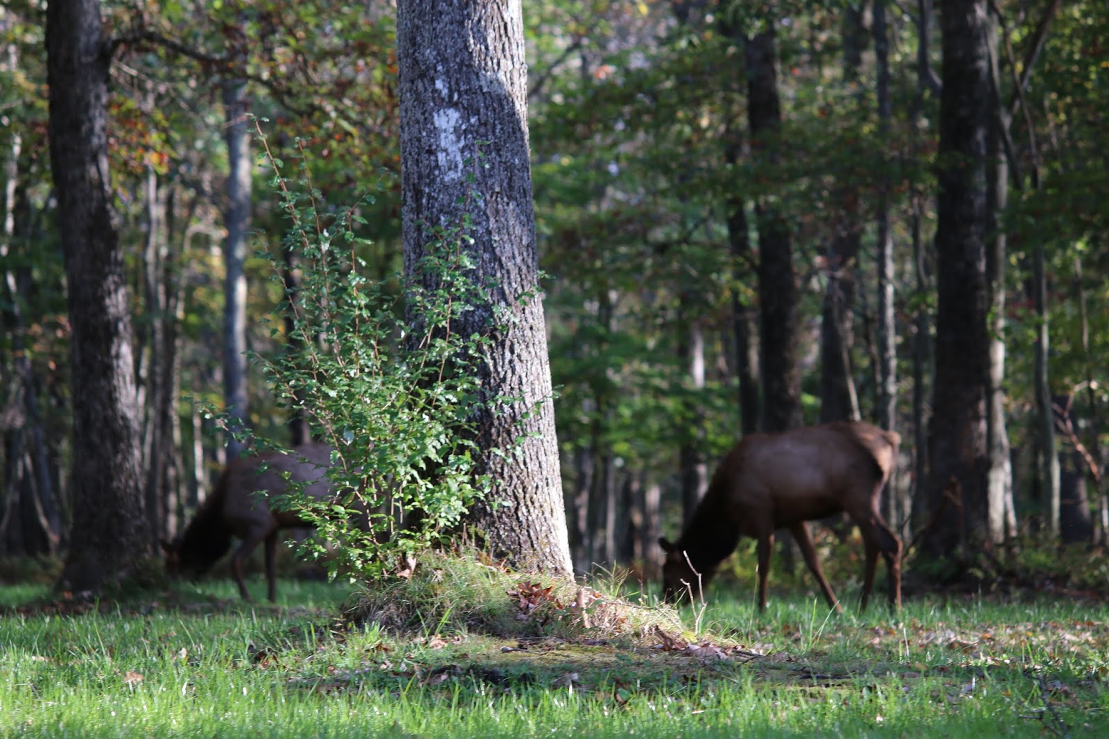 More Autumn Elk Watching in Pennsylvania | Interesting Pennsylvania and ...