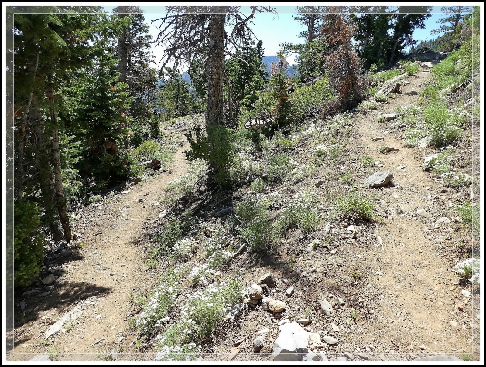 Ken's Photo Gallery: Bonanza Trail Hike - Notes for 07/03/2017