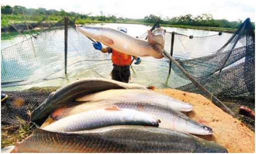 PAICHE: Caso exitoso de manejo de Paiche