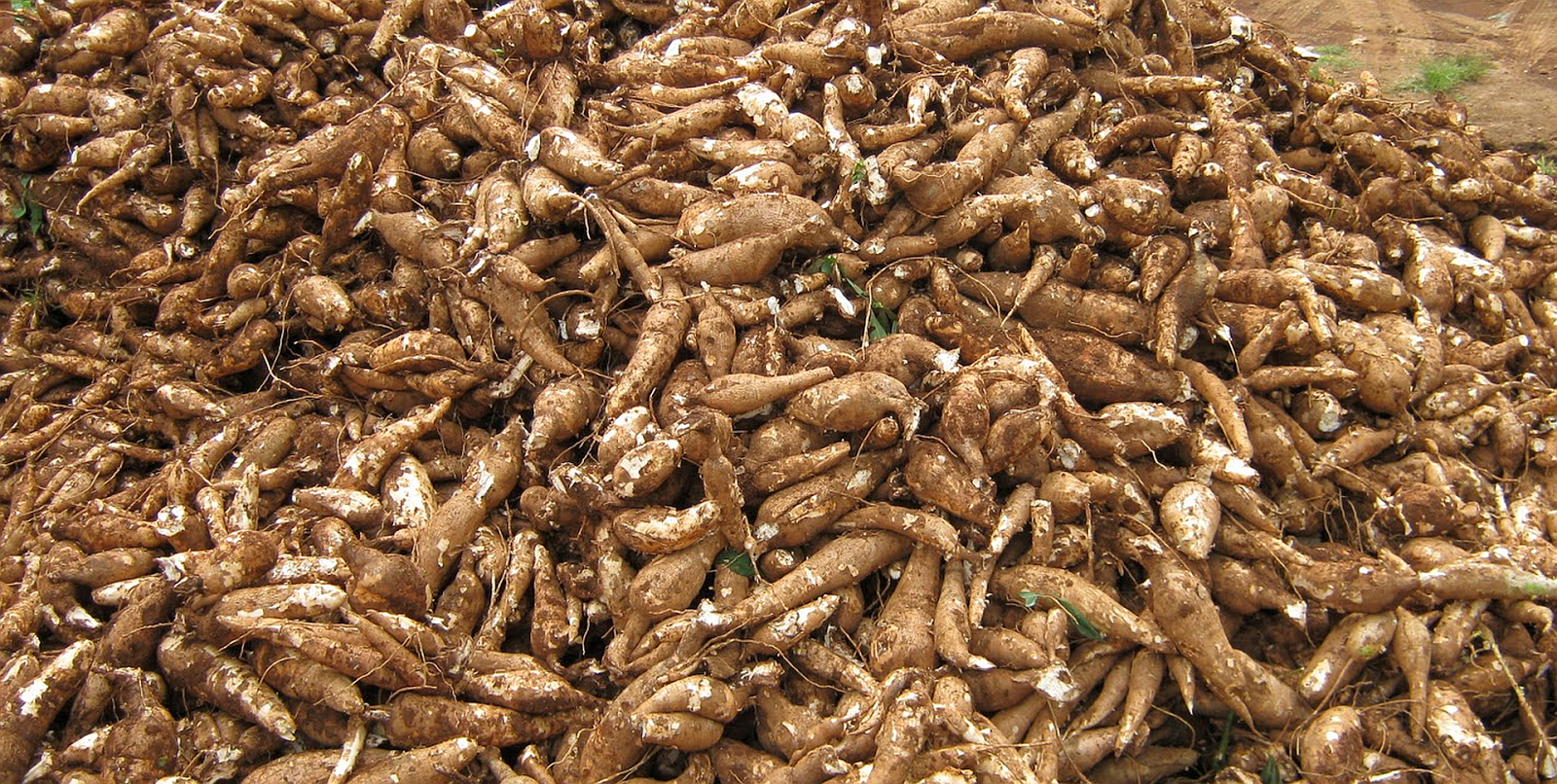 How to Treat Asthma with Sweet Cassava - Labtamancom