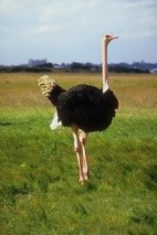 KAREN CASTRO: ANIMALES BÍPEDO