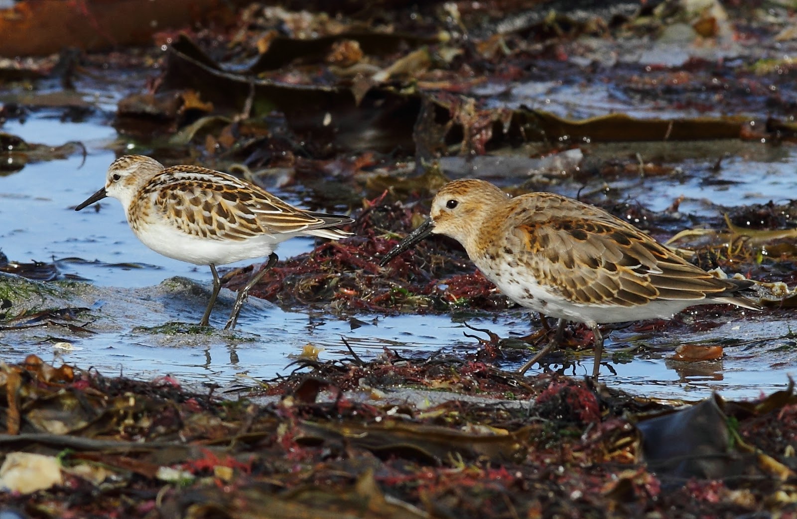 TT's Birding Blog: Little Stint
