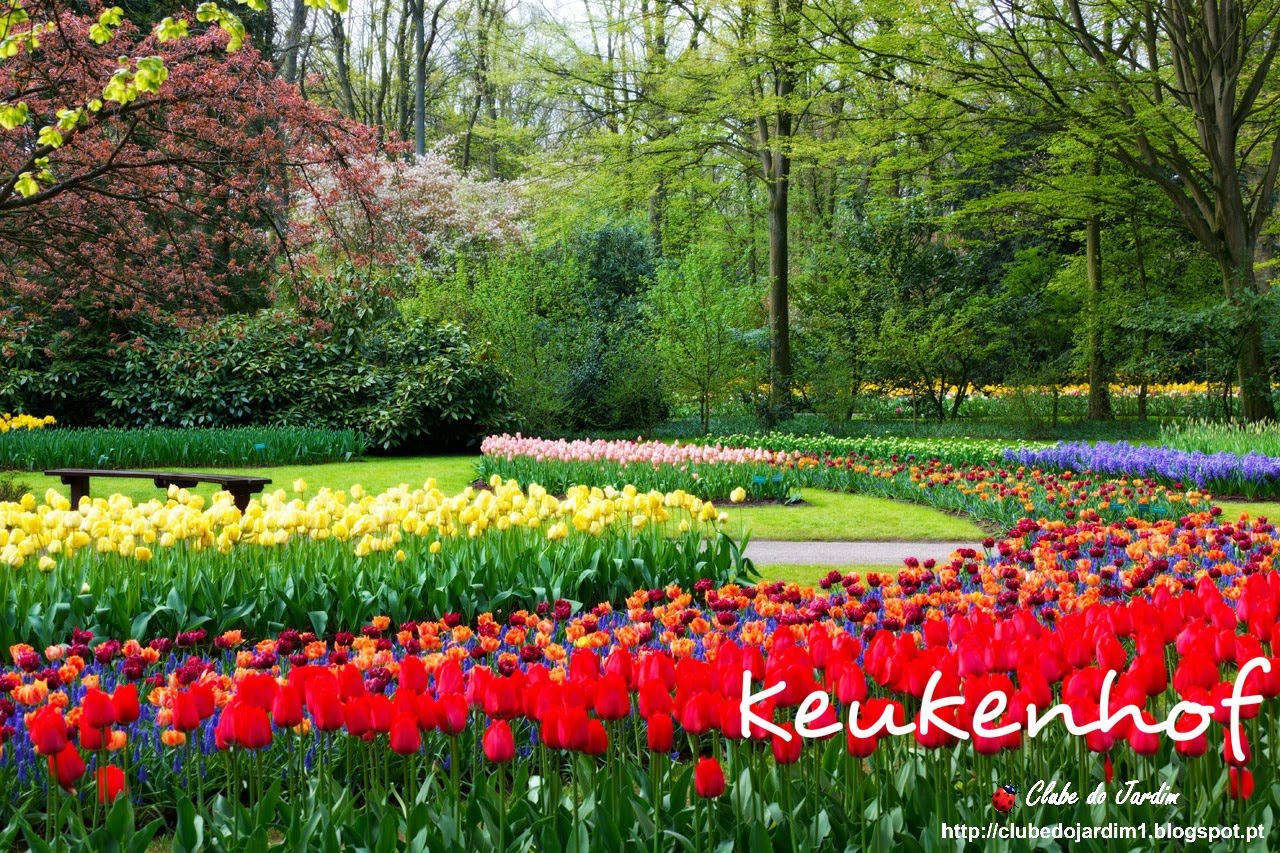 Keukenhof - Holanda - Clube do Jardim