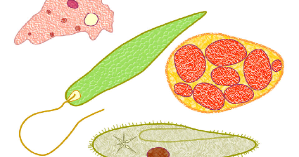 Contoh Soal Biologi Bab V. Protista (Biologi Kelas X SMA/MA ...