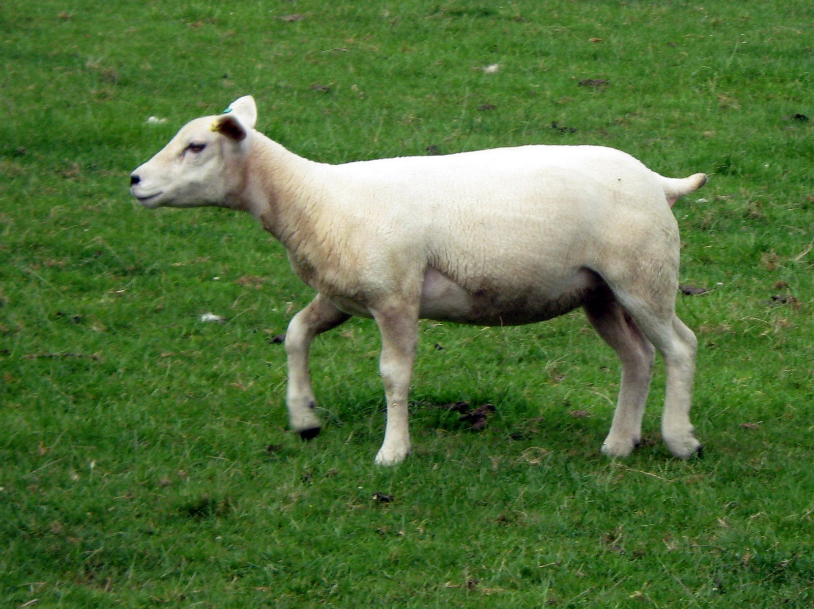 Cosby Friday Walkers Blog: Friday 21st June 2013 Peatling Magna to ...