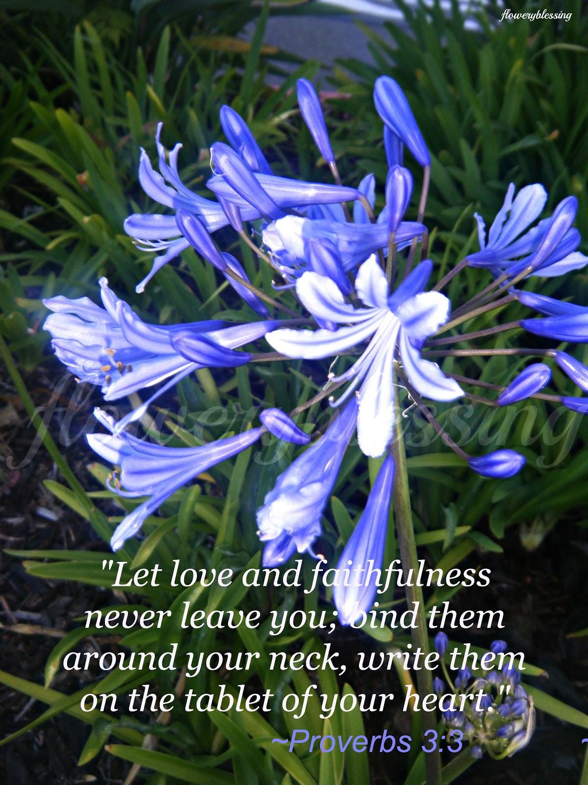 Flowery Blessing: "Let love and faithfulness never leave you; bind them ...
