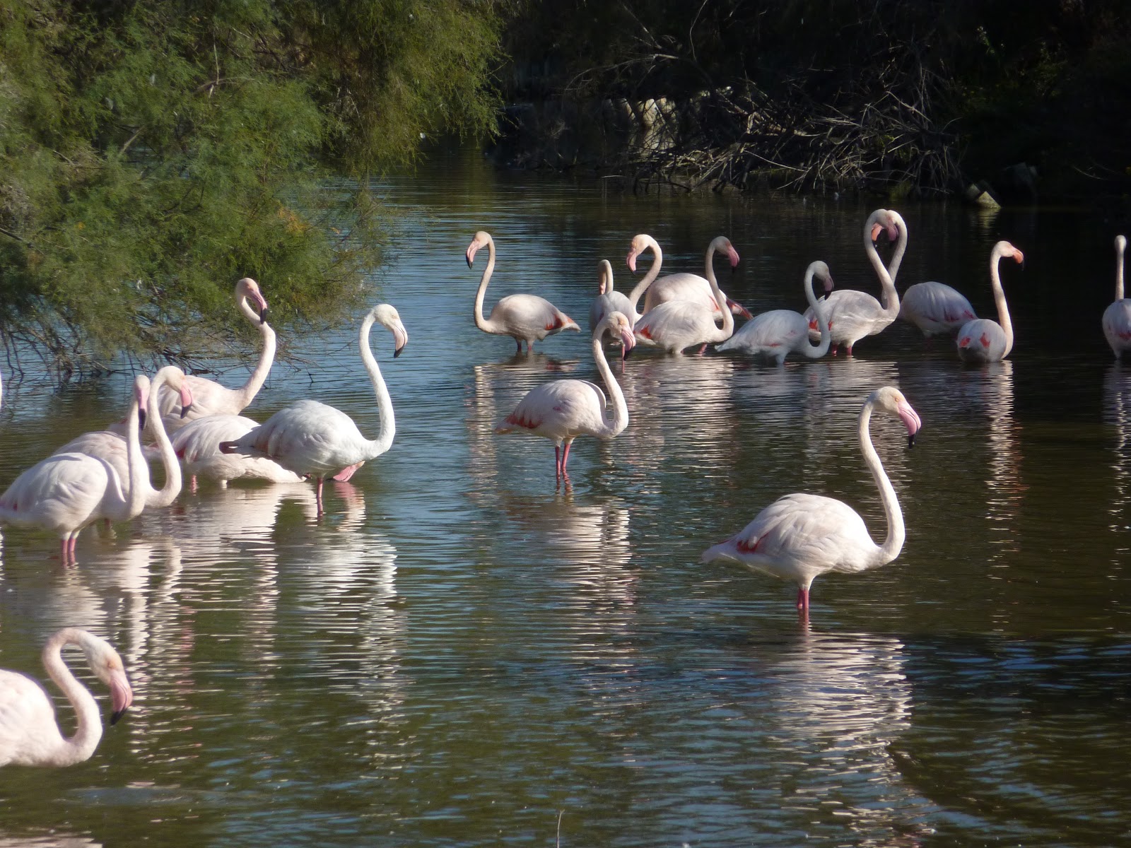 le jardin de marianne: le paradis des flamands roses