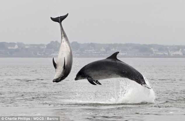 The animal zone: Flipping amazing: Bottlenose dolphins put on a ...