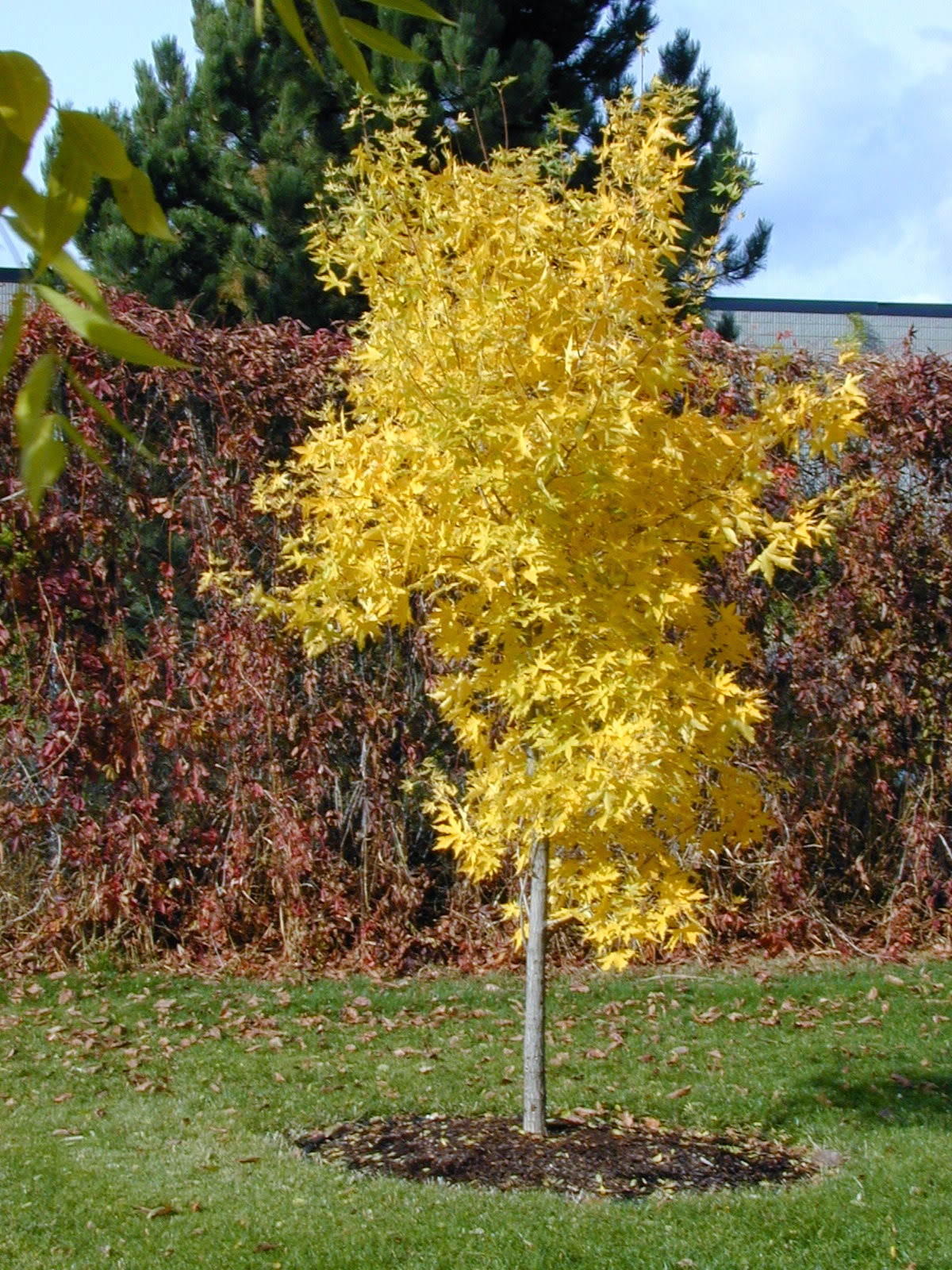 Trees of Santa Cruz County: Acer truncatum - Shantung Maple