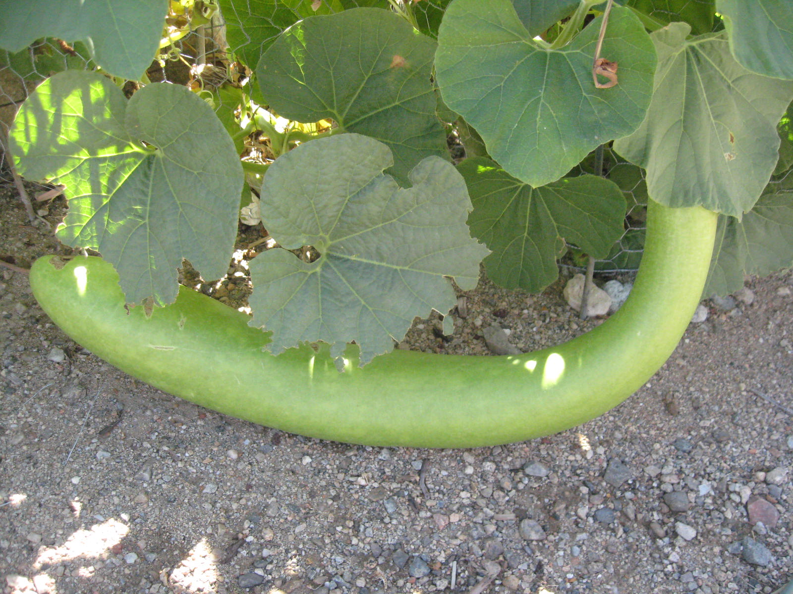 Pretty Maids All in a Row