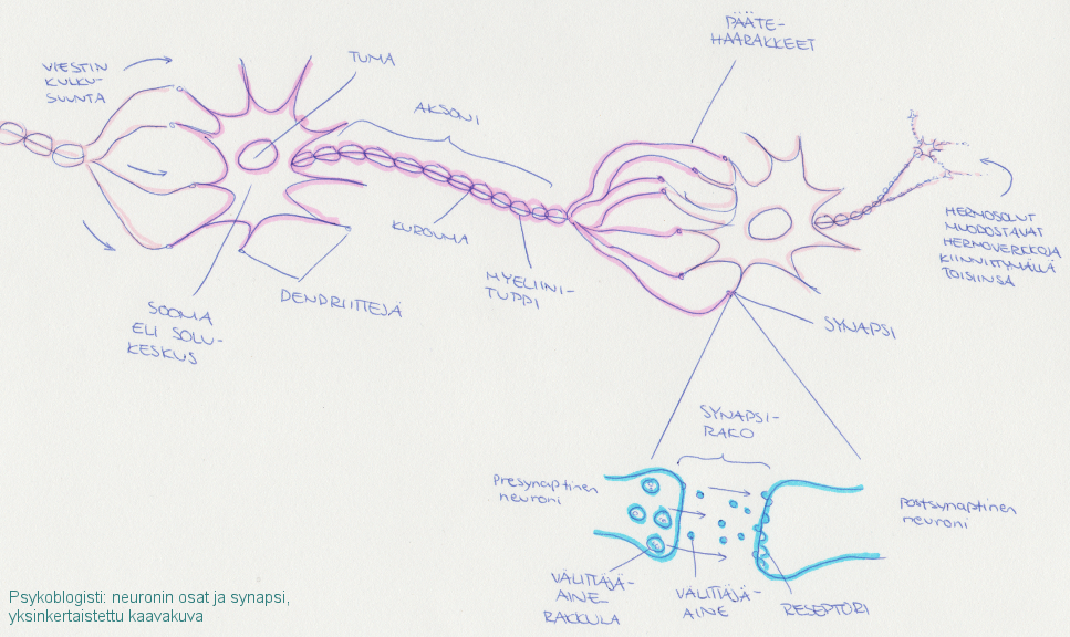 PS3: Hermosto ja sen rakenne ja toiminta