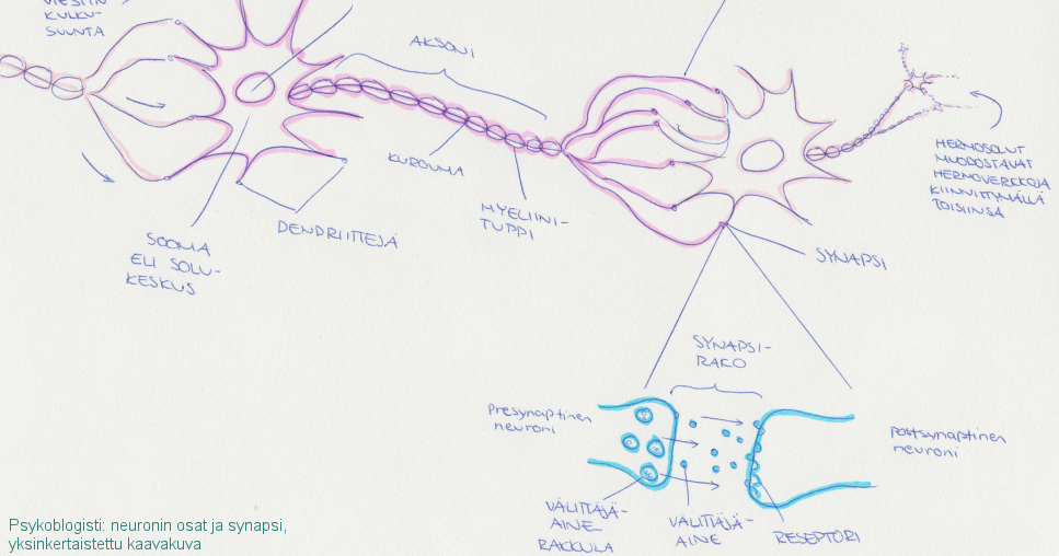 PS3: Hermosto ja sen rakenne ja toiminta
