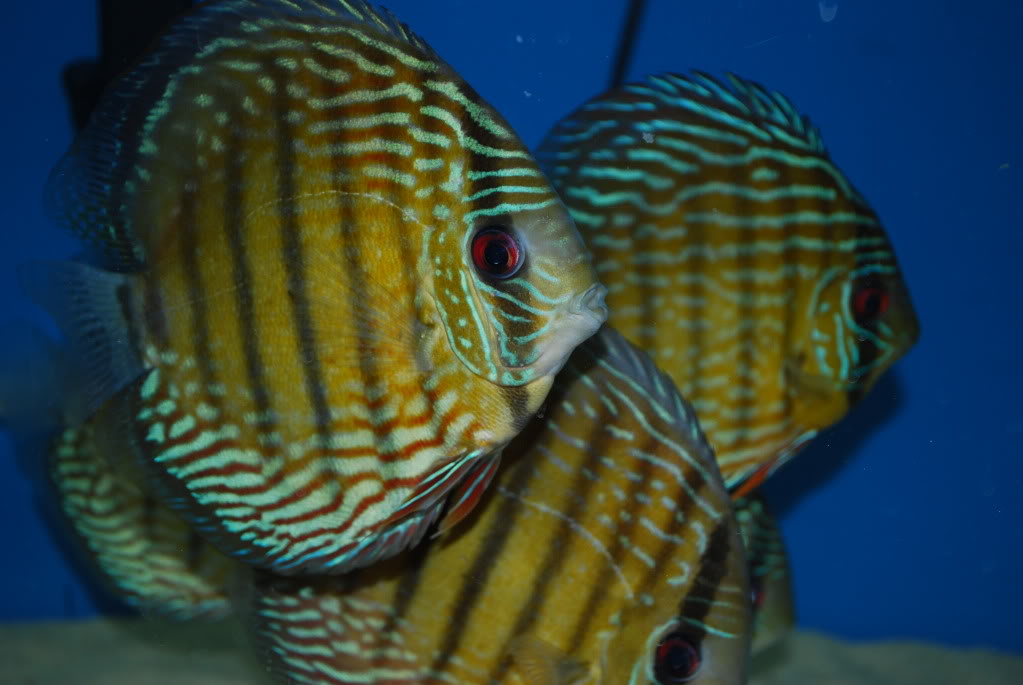 Mania de Aquário: Acará Disco (Symphysodon sp.)