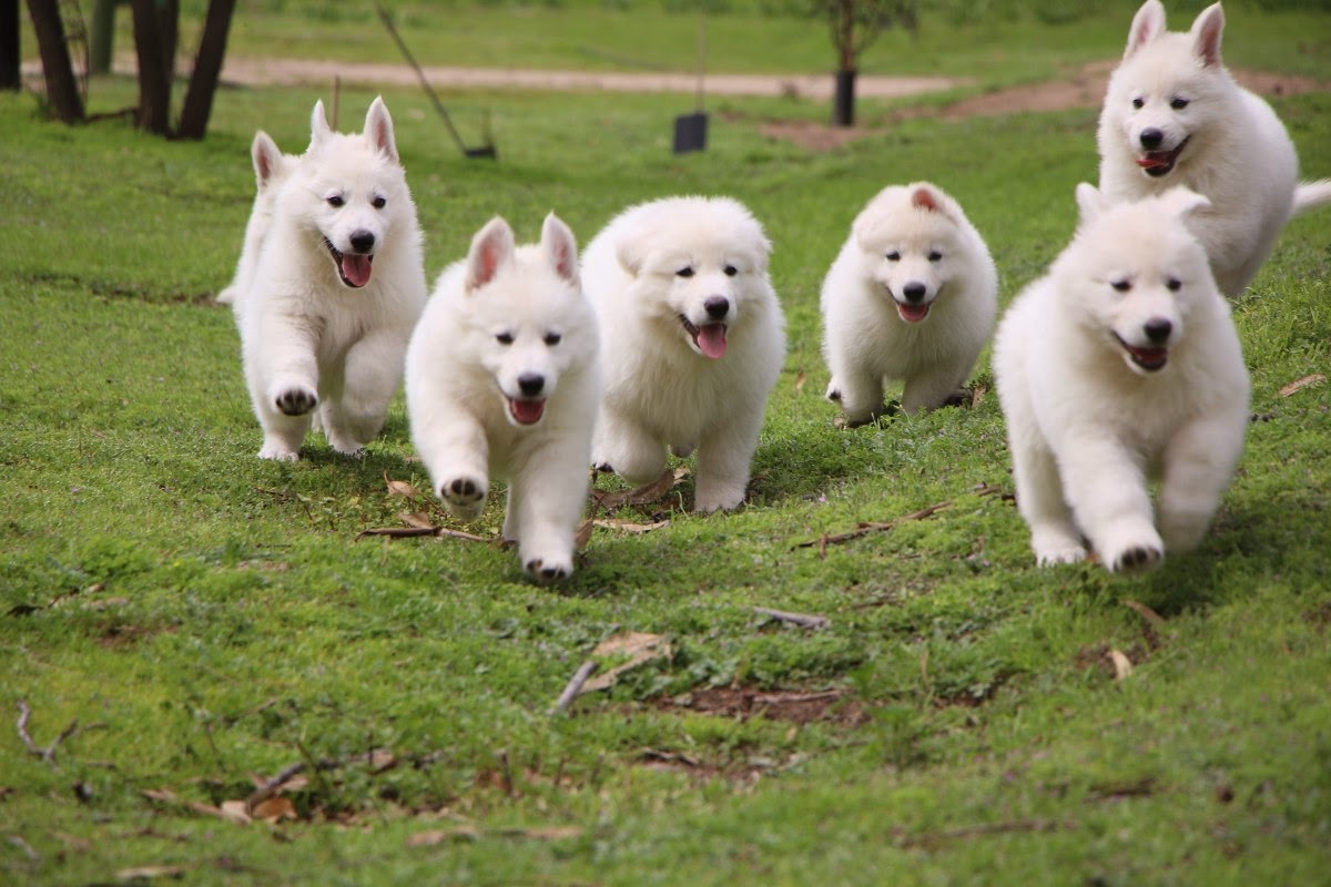 Animals: Gossos.Tipus de races