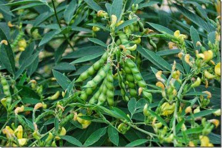 Smart Khet: तुअर दाल की खेती