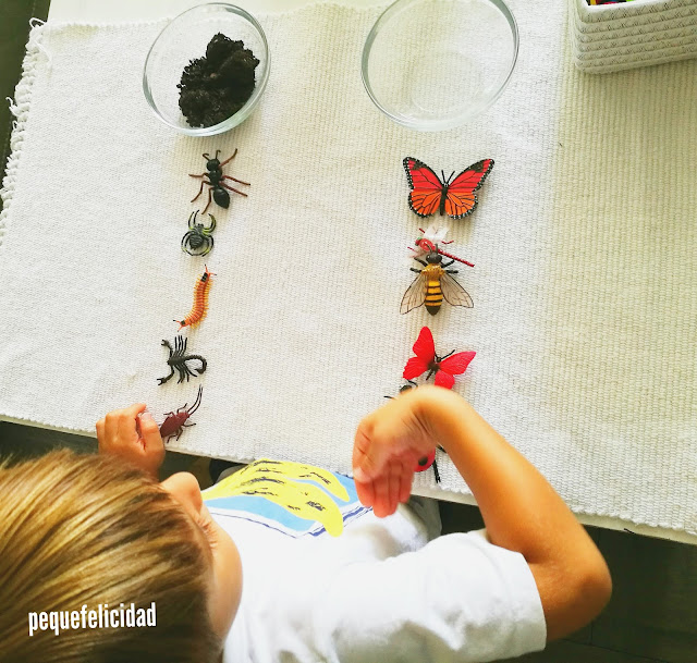 PEQUEfelicidad: NUESTRO PROYECTO INSECTOS: 20 ACTIVIDADES MONTESSORI ...