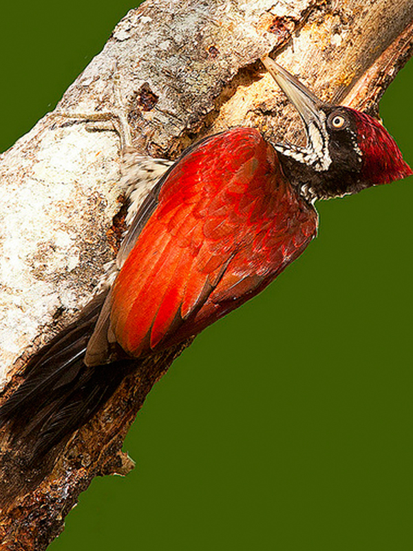 Maha Rathu Karala - Crimson - Backed Flamback (Chrysocolaptes stricklandi)