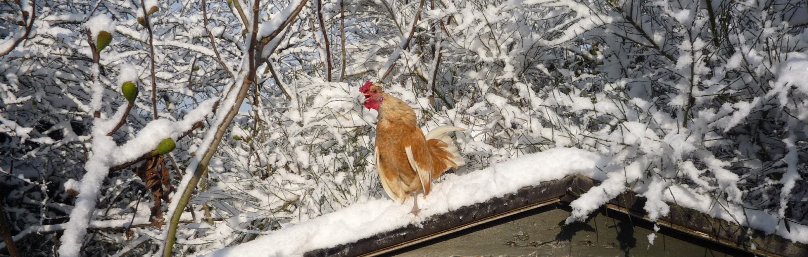 Stress in Organic Chickens - When? Why? Whom? Identification, causes ...