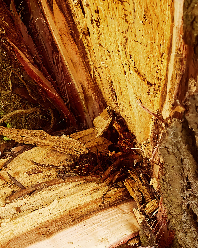 Milton Country Park Through the Year: Tree Down