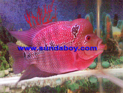 Putri Prasasti: Tips memilih dan merawat ikan lohan