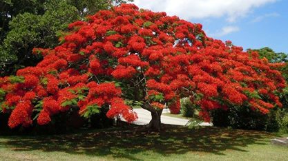ARBORETUM: MAYO 2016 (Acacia roja)