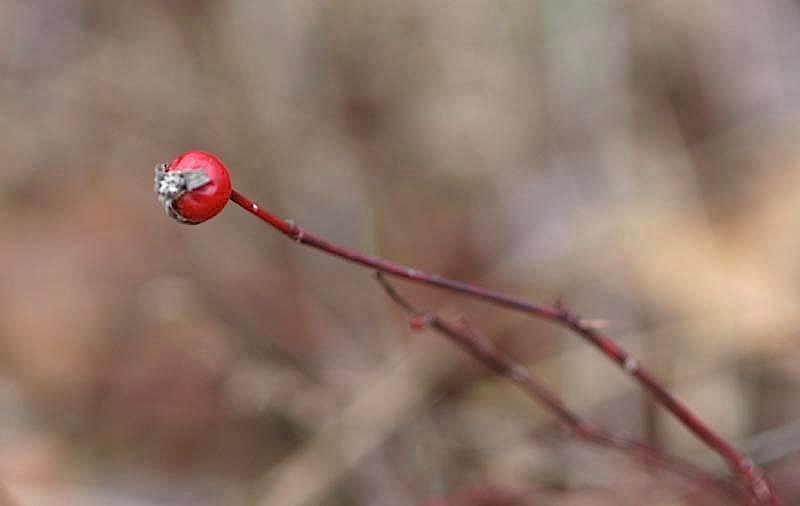 Field Biology in Southeastern Ohio: Some Ohio Roses