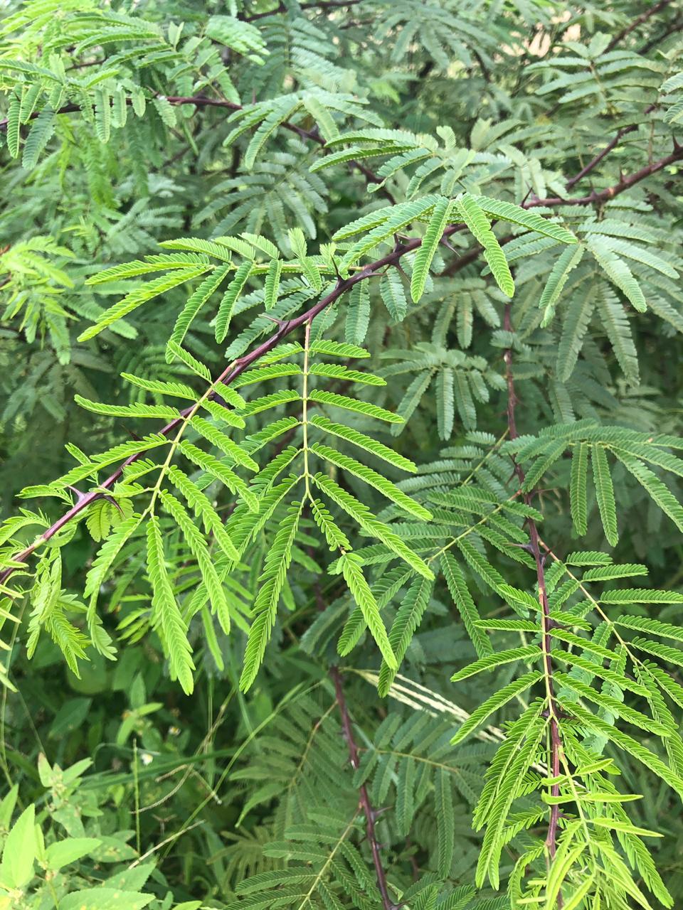 Coleções Virtuais: Planta 1: Jurema-Preta