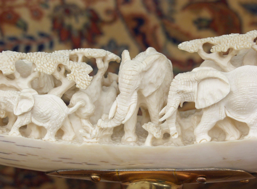 EsquadrãoPet: Pelos elefantes - Vídeo Marfim de Deus - God's Ivory