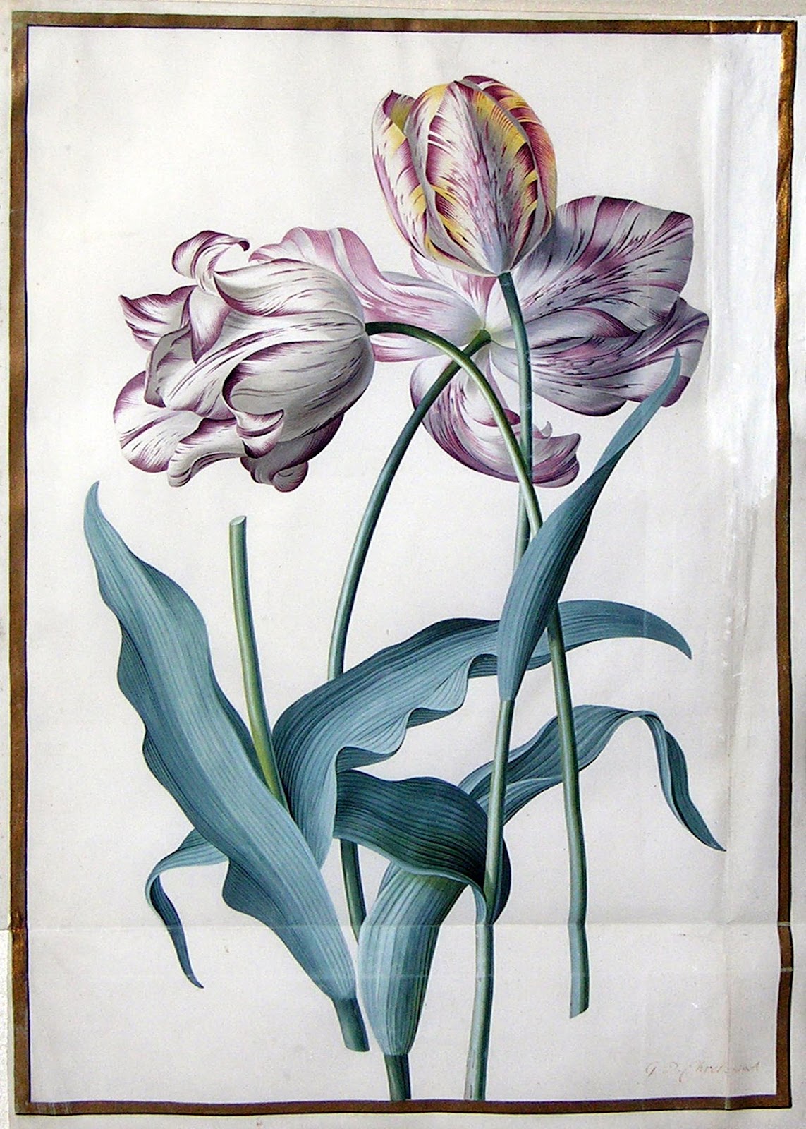 A Signed Watercolor of a Tulip by Arguably the Finest Flower Painter of ...