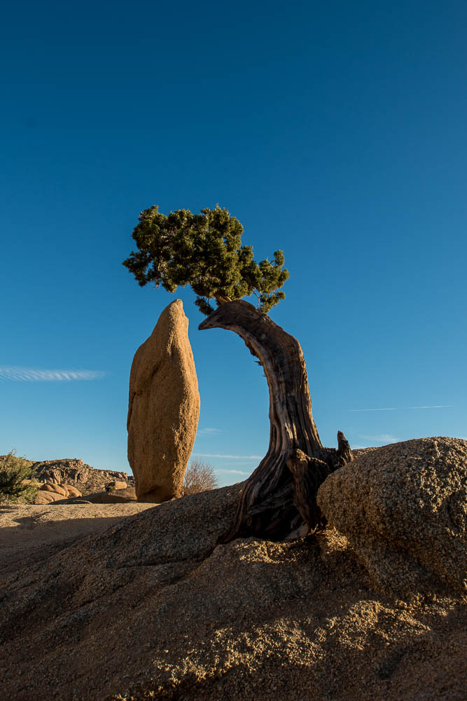 Jon's Journeys: Day 99, Saturday, November 11, 2017 - Jumbo Rocks ...