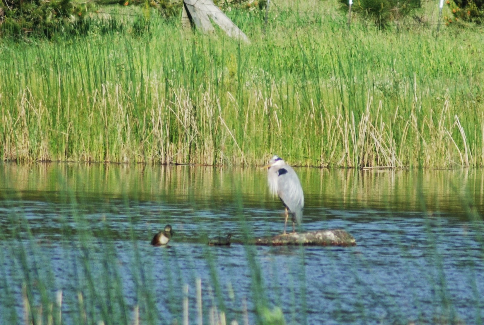 Elmira Pond Spotter: Birds Gone Wild
