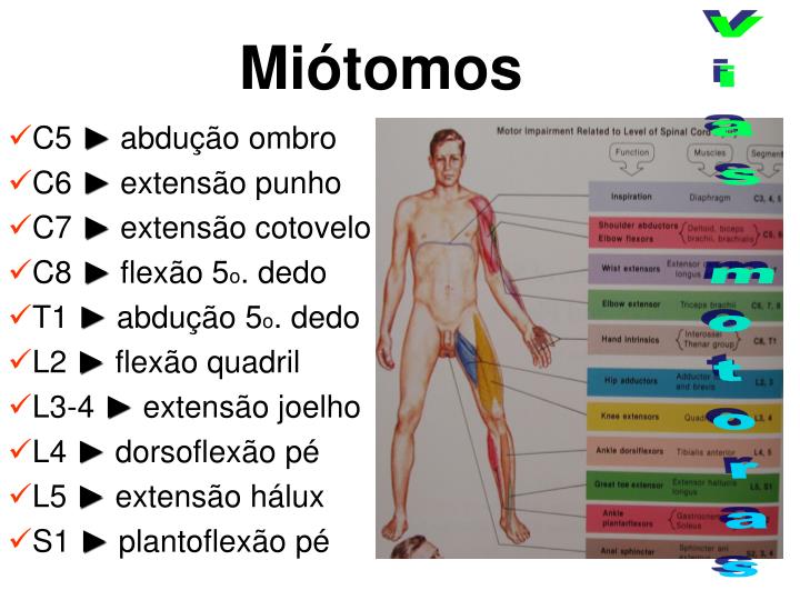Dermátomos e Miótomos - FisioCitando - Site destinado para falar de ...