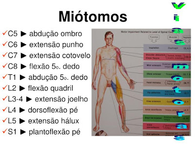 Dermátomos e Miótomos - FisioCitando - Site destinado para falar de ...