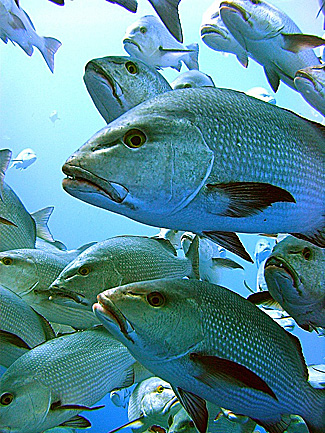 wala lang: Fish be with you