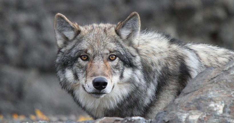 Siglos Curiosos: El hombre que defendió a los lobos.