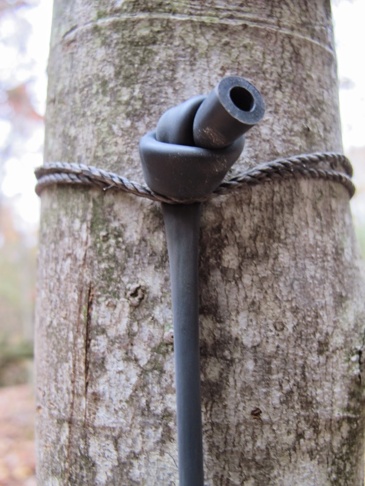 Woodland Wisdom: Survival Trapping