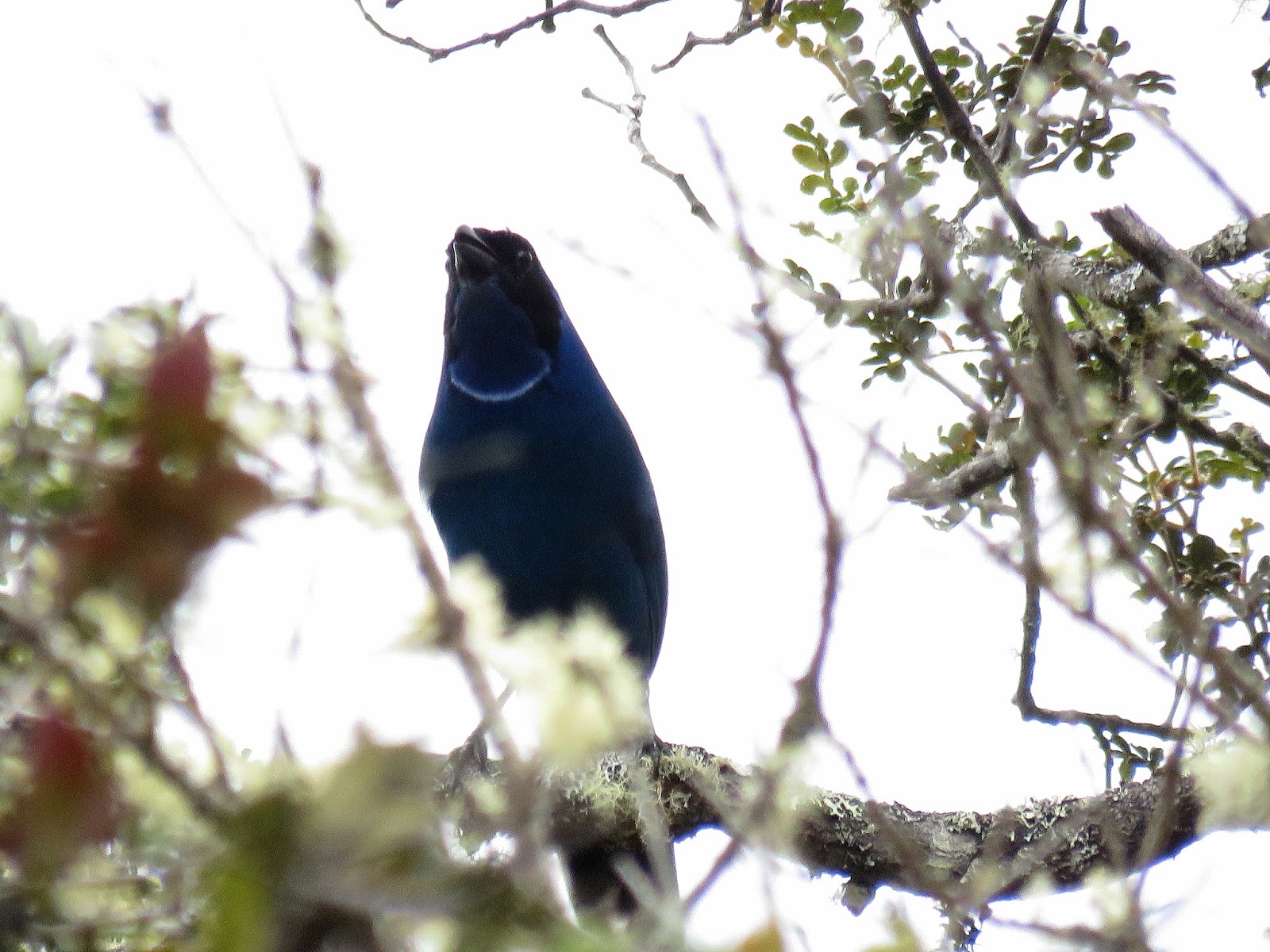 Aves de Cajamarca - Birds of Cajamarca - PERÚ: agosto 2018