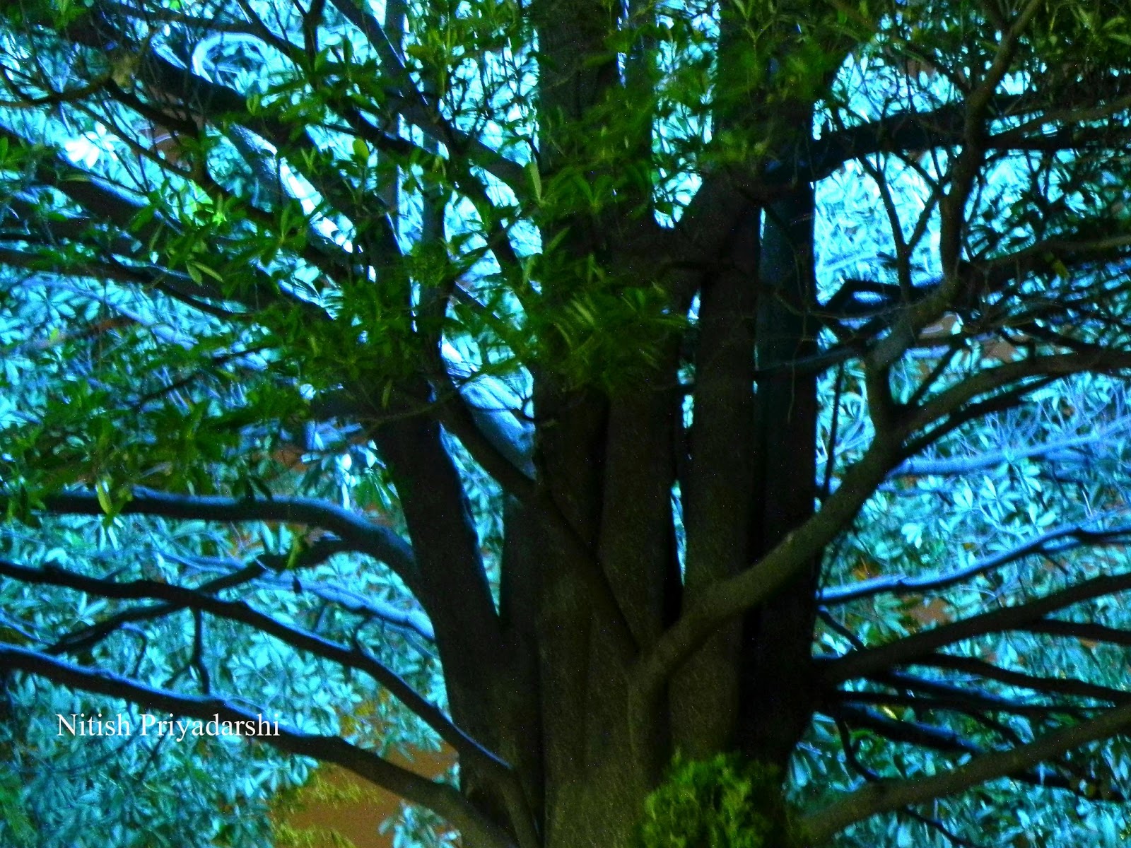 Environment and Geology: Night is vanishing.