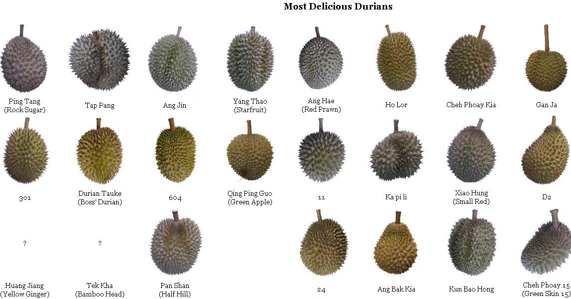 Herba & Tumbuhan: DURIAN
