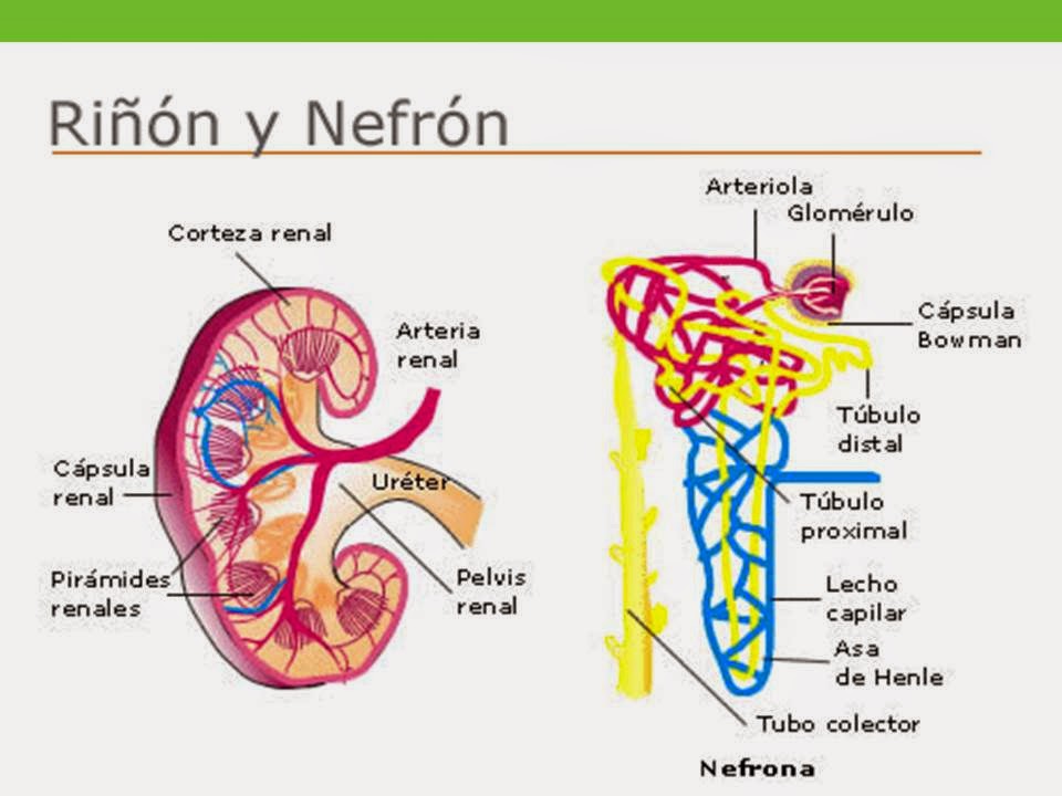 Blog de Fisiología Básica de Sofía Armenta Rodríguez III-4: Túbulos de ...
