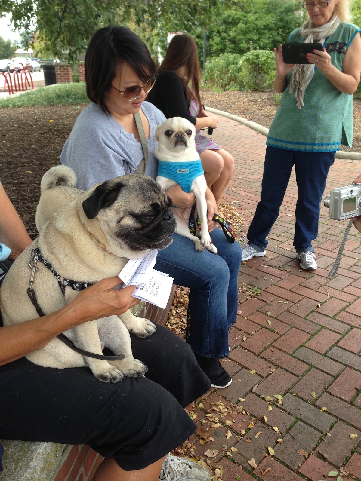 Southern Fried Pugs: Southern Fried Pugs Take Manhattan!: Our day to shine